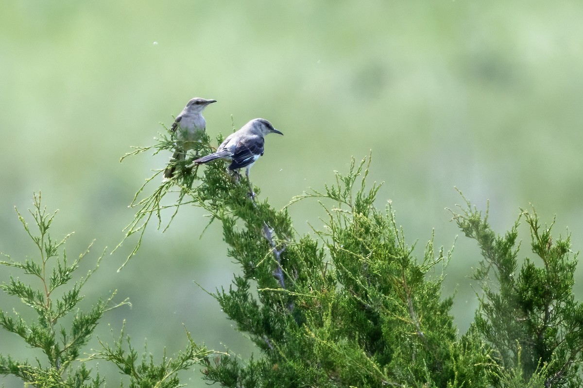 ML620135818 - Northern Mockingbird - Macaulay Library