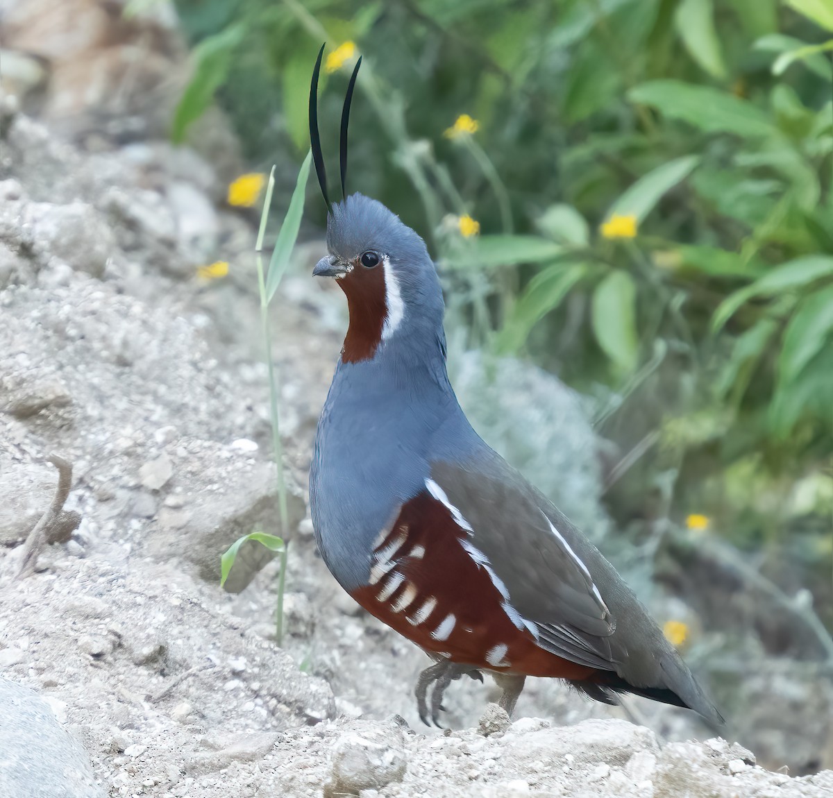 ML620136602 - Mountain Quail - Macaulay Library