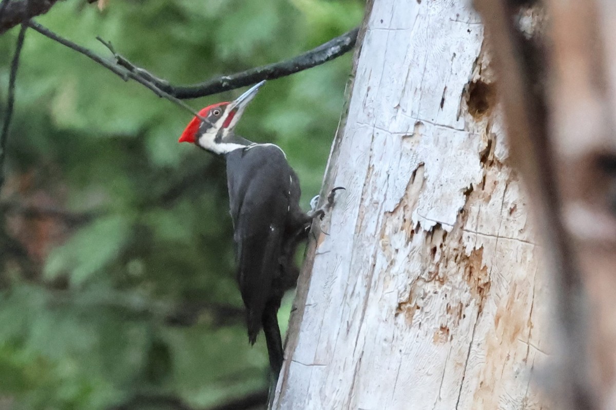 eBird Checklist - 6 Jun 2024 - Lower Marlette Creek area (Washoe Co ...