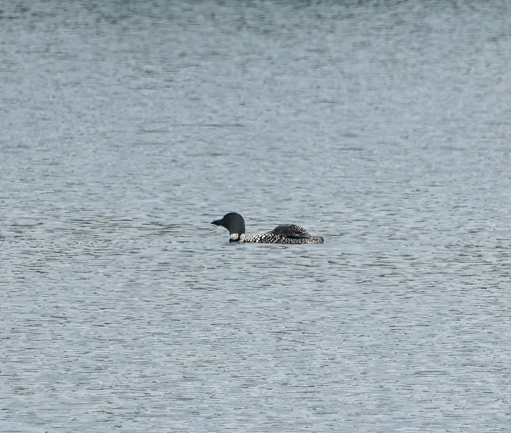 eBird Checklist - 7 Jun 2024 - Amherst Point Migratory Bird Sanctuary ...