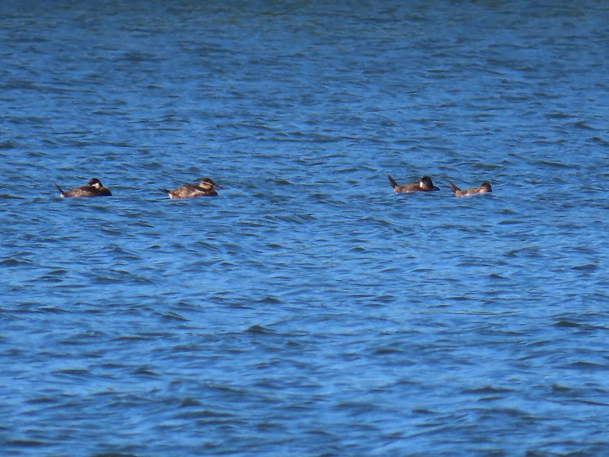 Pennsylvania Bird Atlas Checklist - 8 Jun 2024 - Hibernia County Park--Birdell Rd. (Chambers ...
