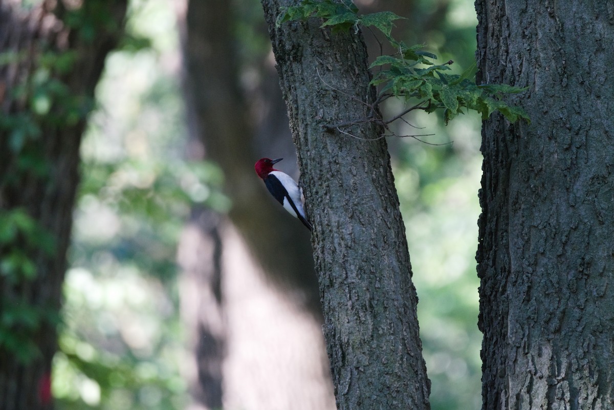 eBird Checklist - 8 Jun 2024 - Fontenelle Forest Nature Center - 25 species