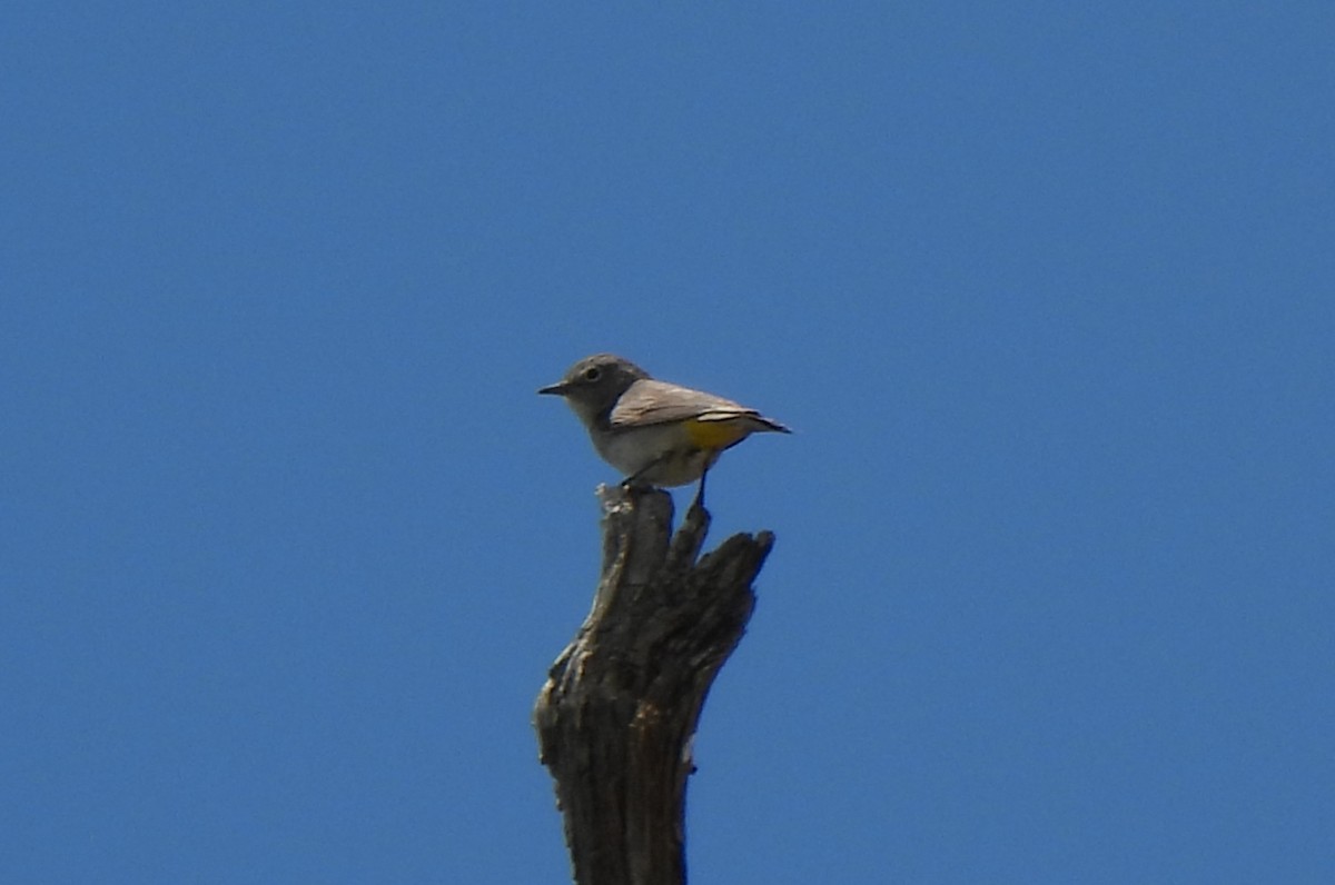eBird Checklist - 8 Jun 2024 - Labonte Canyon Trail, Garrett US-WY (42. ...