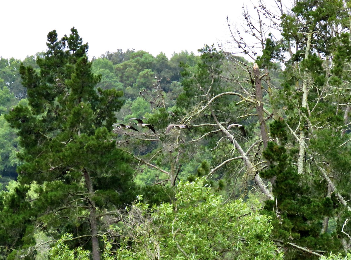 eBird Checklist - 8 Jun 2024 - EBMUD--Valle Vista Staging Area (permit ...