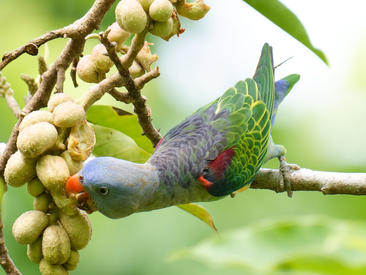 ML620211096 - Blue-rumped Parrot - Macaulay Library