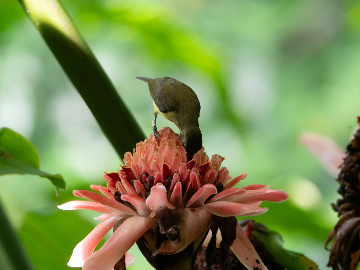 eBird Checklist - 9 Jun 2024 - Thomson Nature Park - 25 species