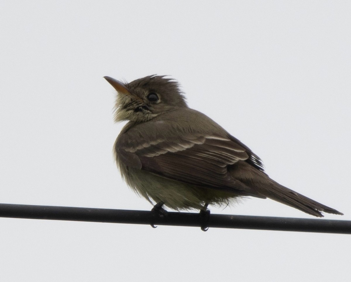 ML620231275 - Eastern Wood-Pewee - Macaulay Library