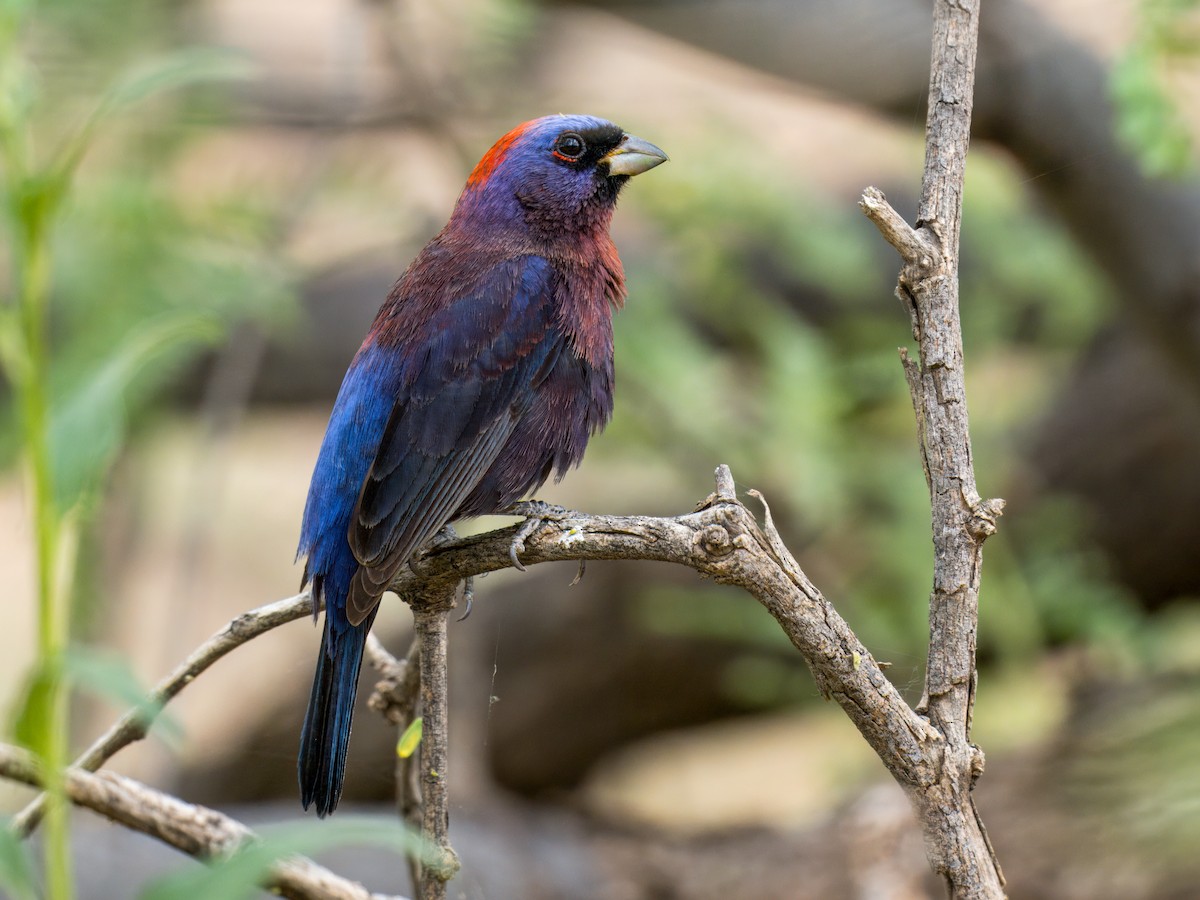 ML620233420 - Varied Bunting - Macaulay Library