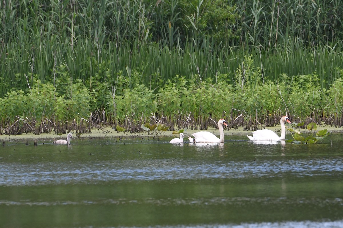 Pennsylvania Bird Atlas Checklist - 9 Jun 2024 - John Heinz NWR--impoundment (Philadelphia Co ...