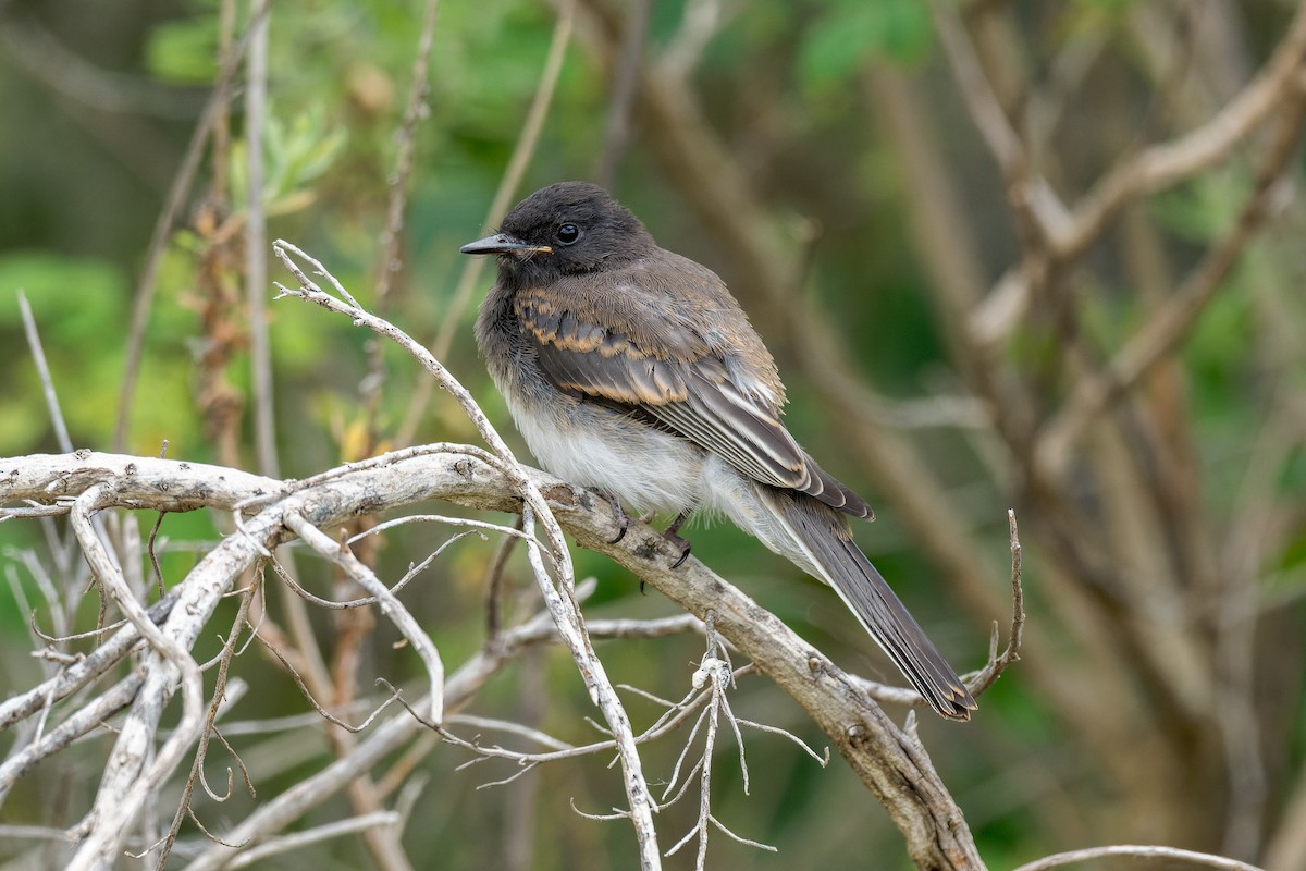 ML620247175 - Black Phoebe - Macaulay Library