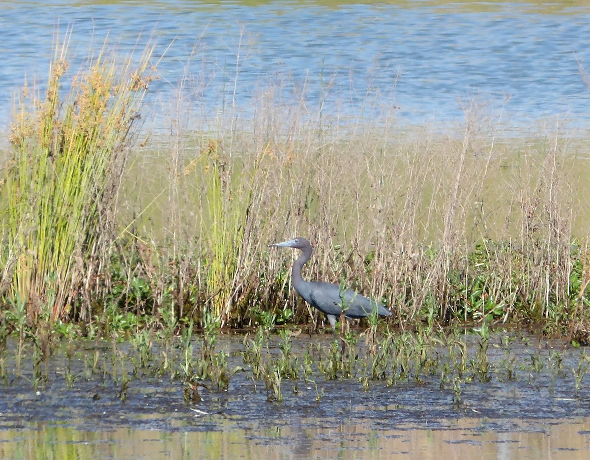 eBird Checklist - 9 Jun 2024 - Alluvial Groundwater Recharge Basins - 1 ...