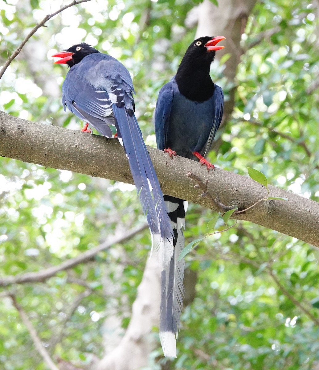 ML620252057 - Taiwan Blue-Magpie - Macaulay Library