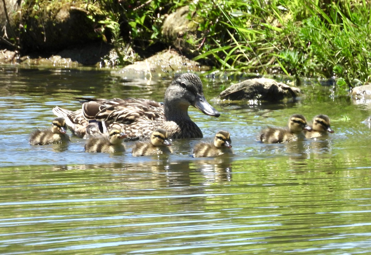 eBird Checklist - 10 Jun 2024 - Alcoa Duck Pond - 12 species (+1 other ...