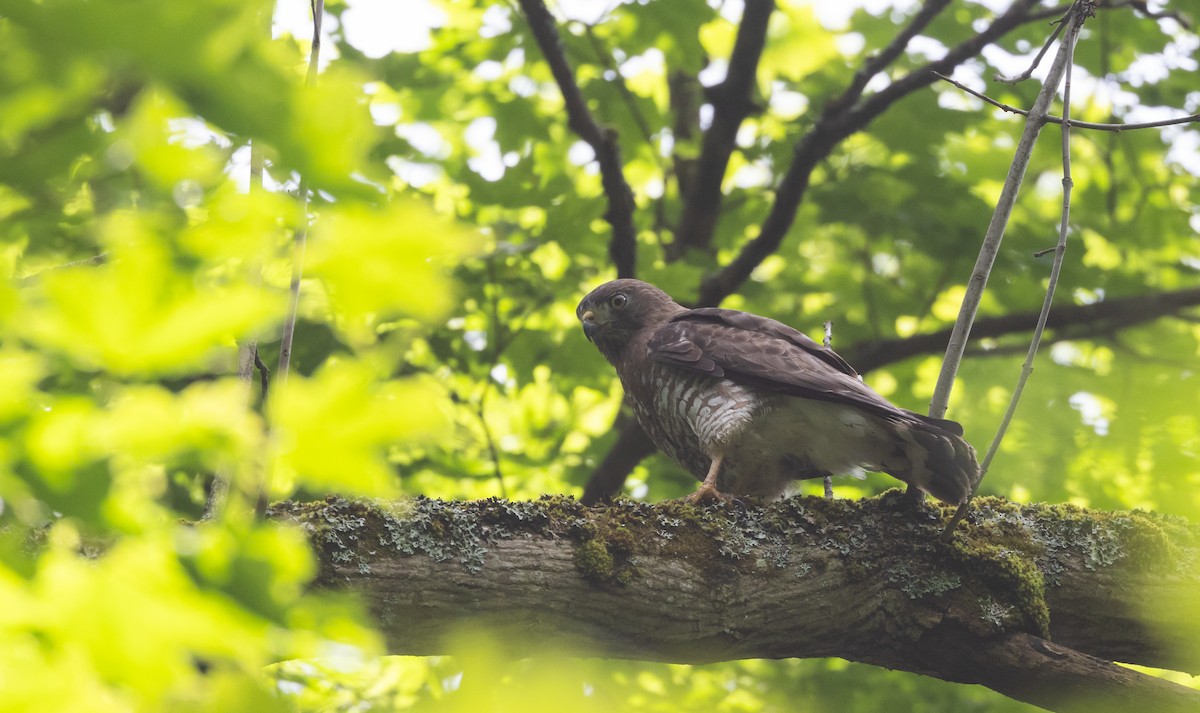 New York Breeding Bird Atlas Checklist - 8 Jun 2024 - Bear Swamp SF ...
