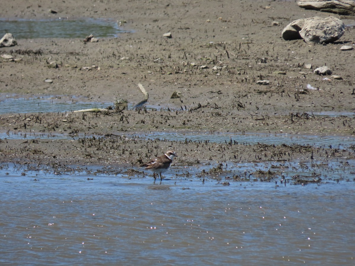 eBird Checklist - 2 Jun 2024 - Dam Muizenberg - 29 species (+1 other taxa)