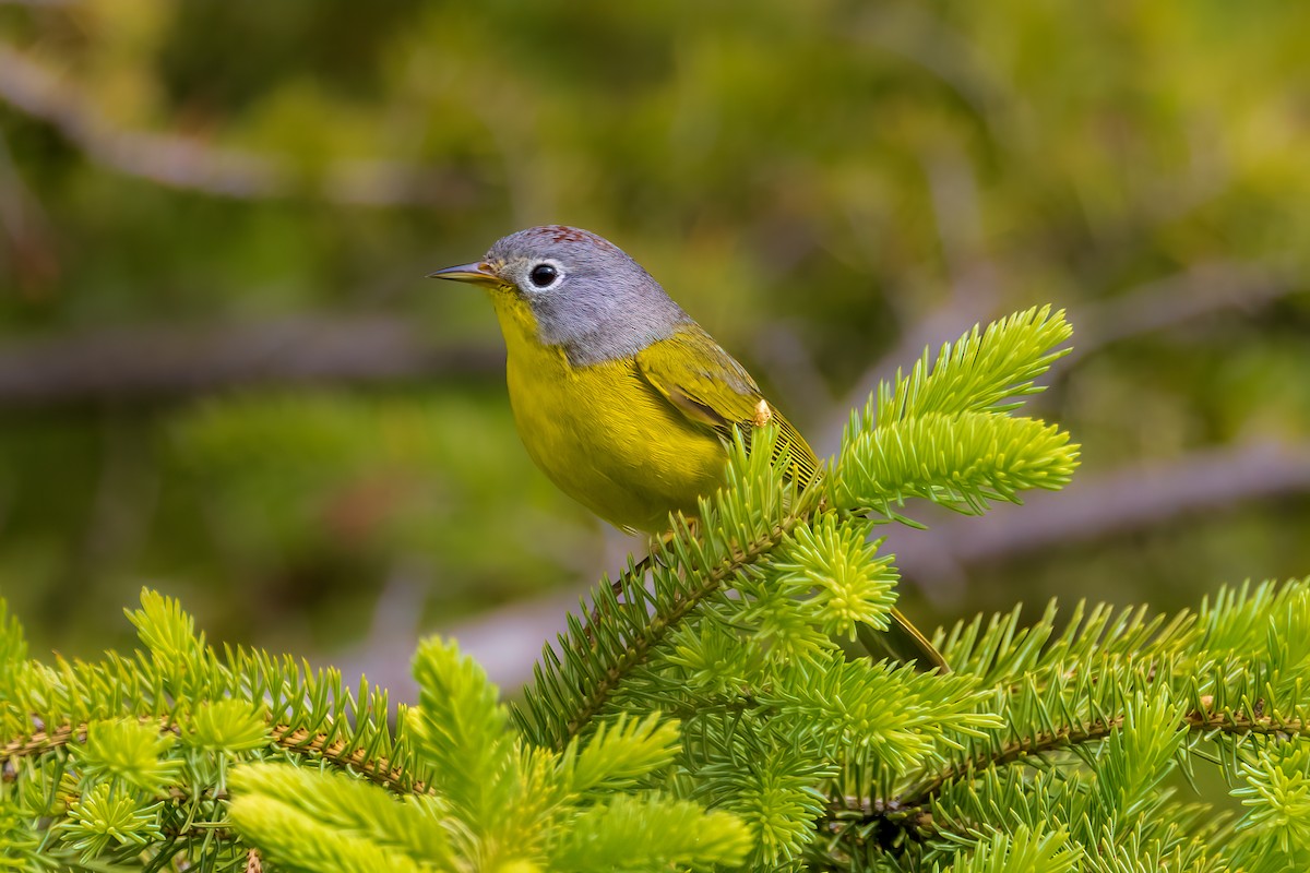ML620285058 - Nashville Warbler - Macaulay Library