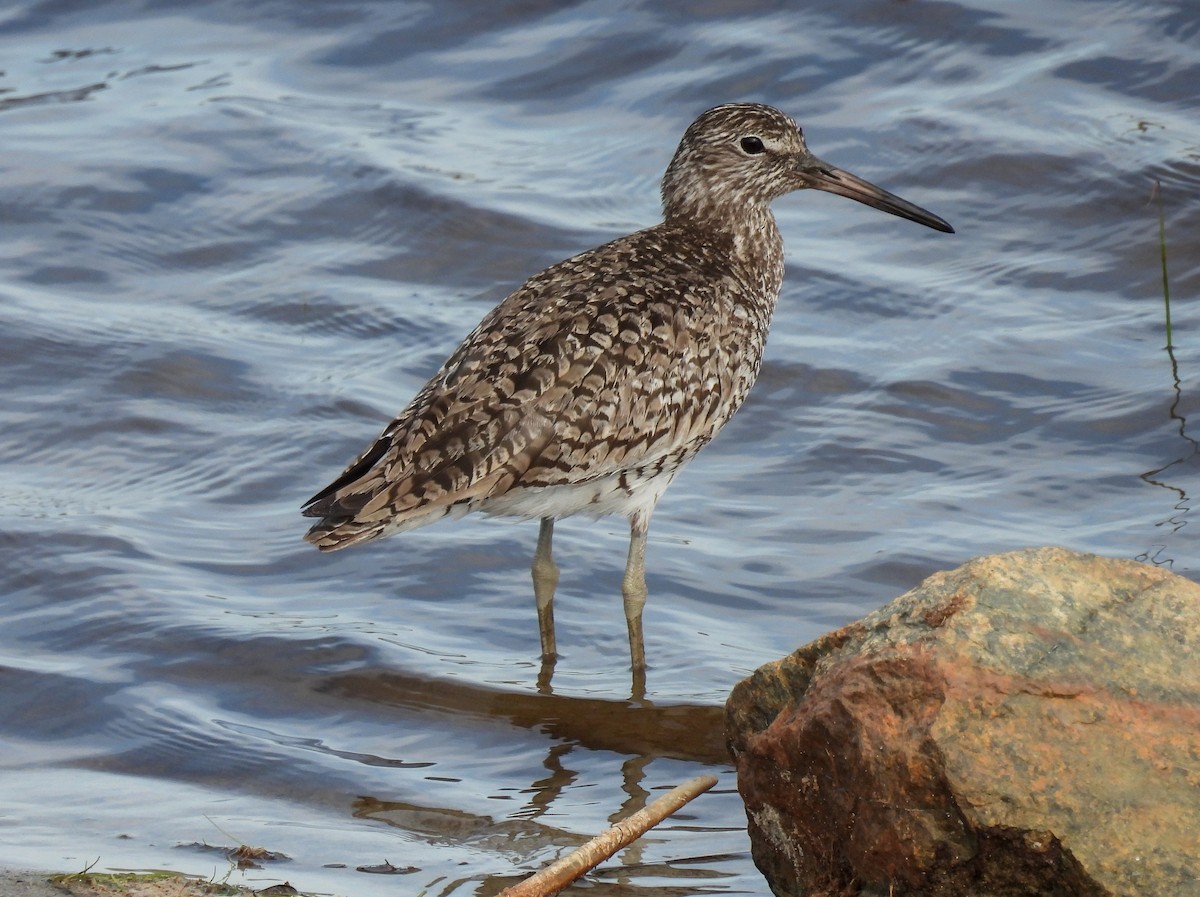 eBird Checklist - 2 Jun 2024 - Parker River NWR - 29 species