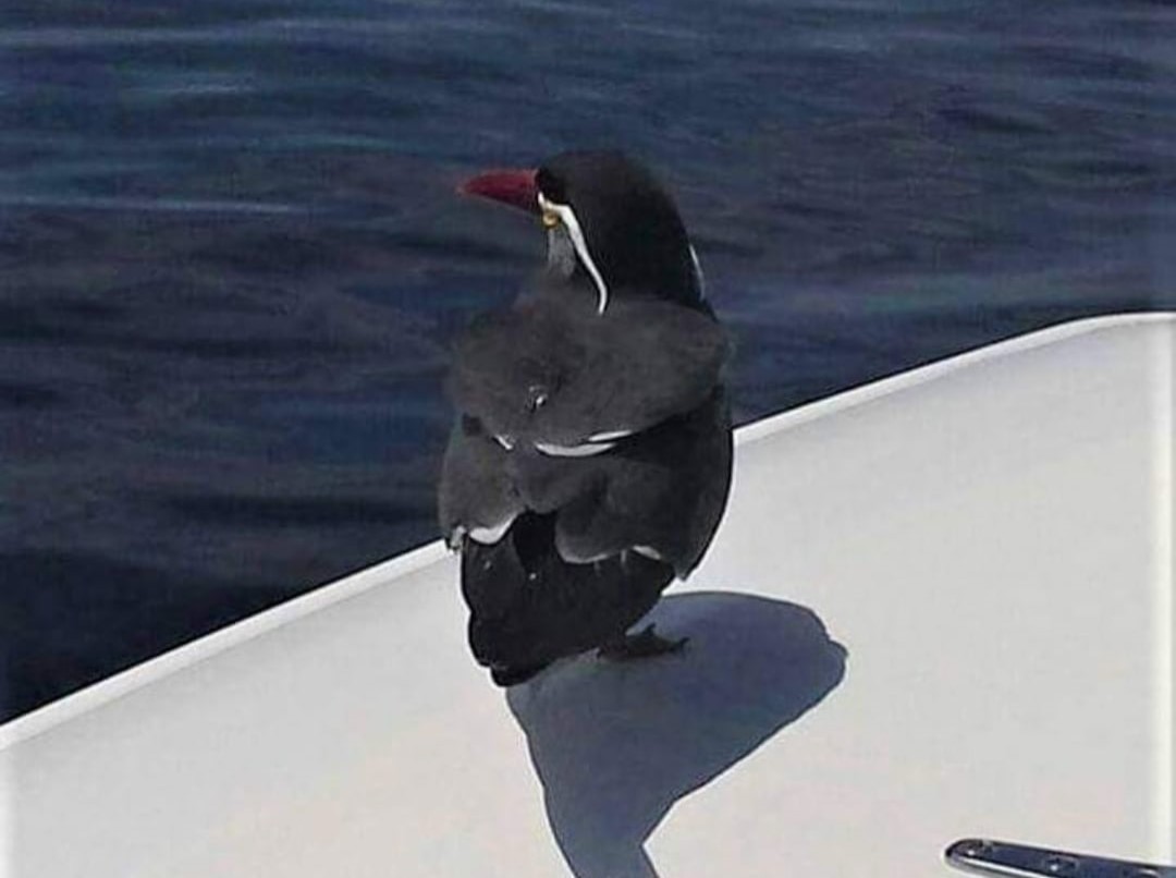 eBird Checklist - 6 Oct 2018 - Sea Mountains - 34 species (+2 other taxa)