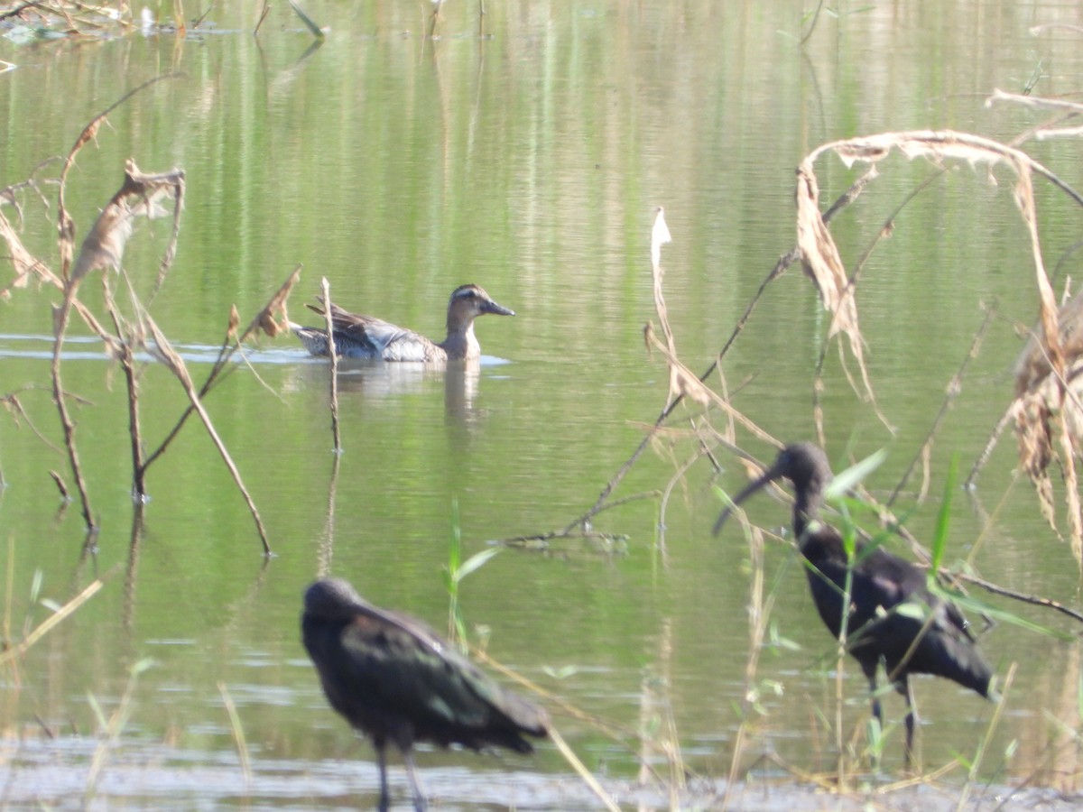 Israel Breeding Bird Atlas Checklist - 12 Jun 2024 - Kibbutz Kfar ...