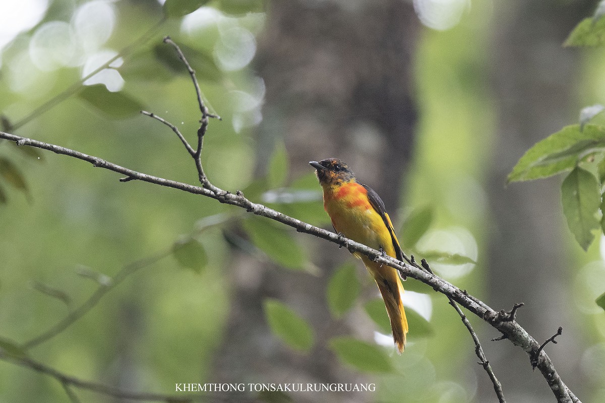 eBird Checklist - 10 Jun 2024 - Doi Suthep – Pui NP--San Ku - 43 species