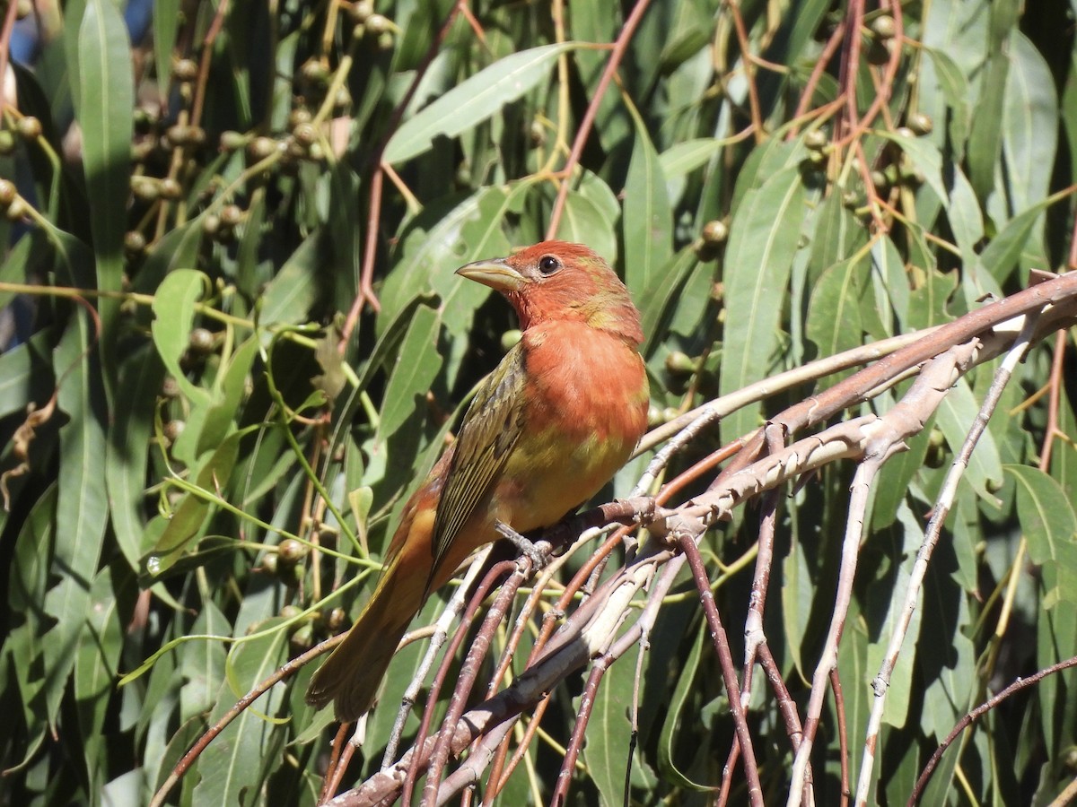 ML620345560 - Summer Tanager - Macaulay Library