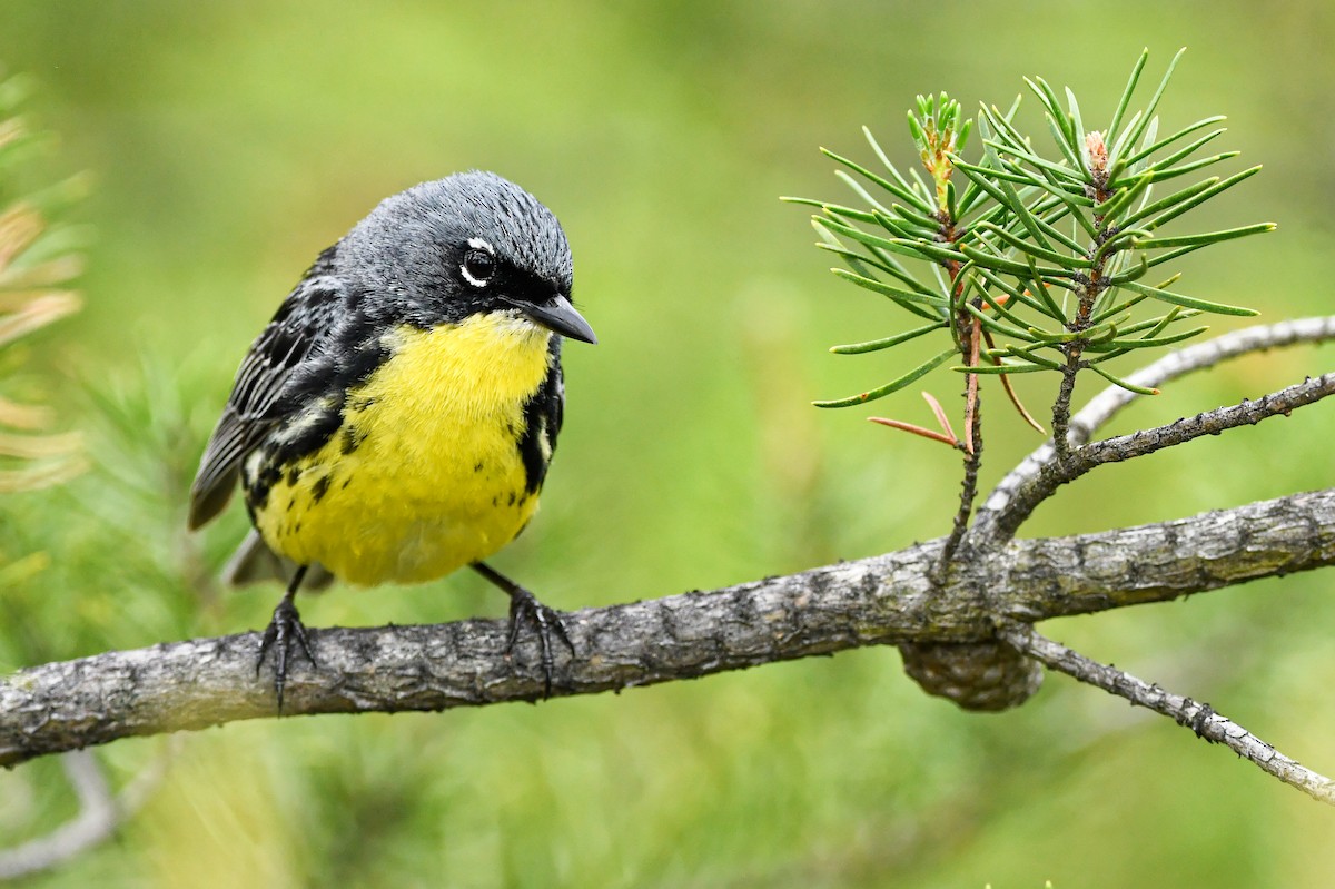 ML620345977 - Kirtland's Warbler - Macaulay Library