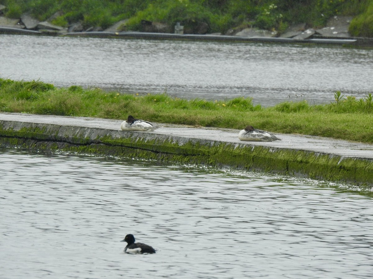 eBird Checklist - 12 Jun 2024 - Peedie Sea - 17 species
