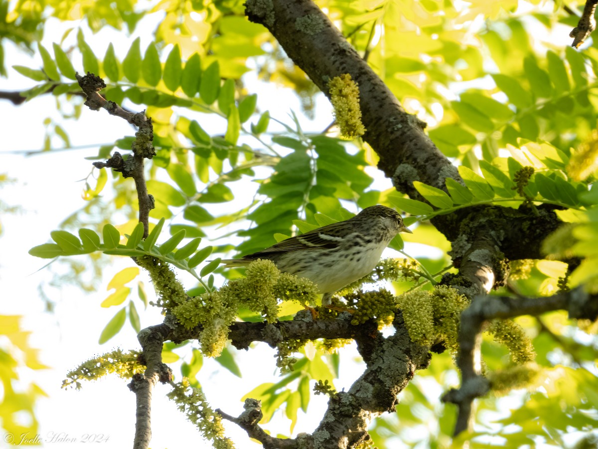 eBird Checklist - 11 Jun 2024 - My House - 26 species
