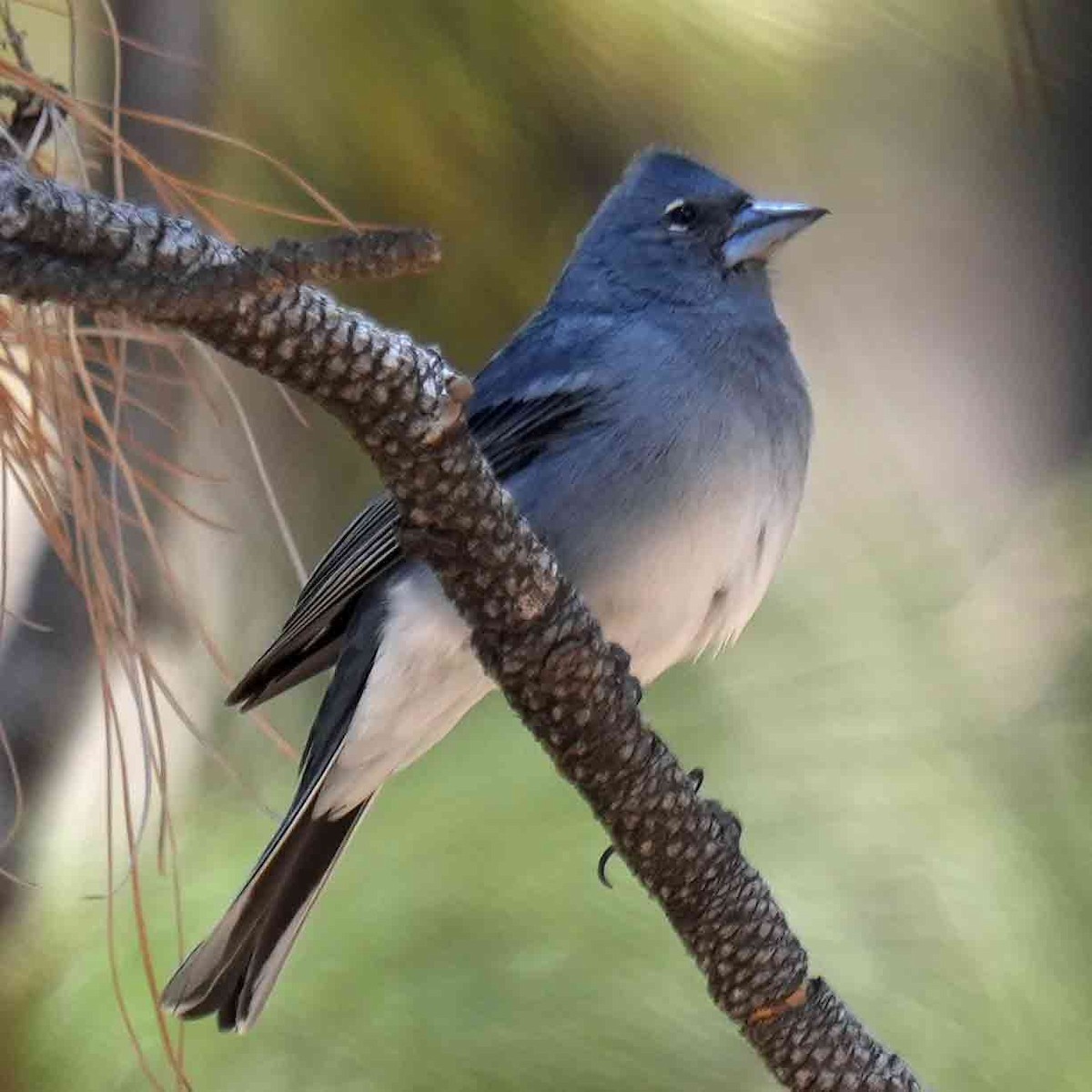 eBird Checklist - 12 Jun 2024 - Corona Forestal PNat--Las Lajas - 4 species