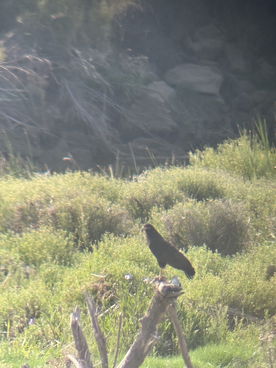 eBird Checklist - 13 Jun 2024 - Palo Verde Ecological Reserve - 42 species