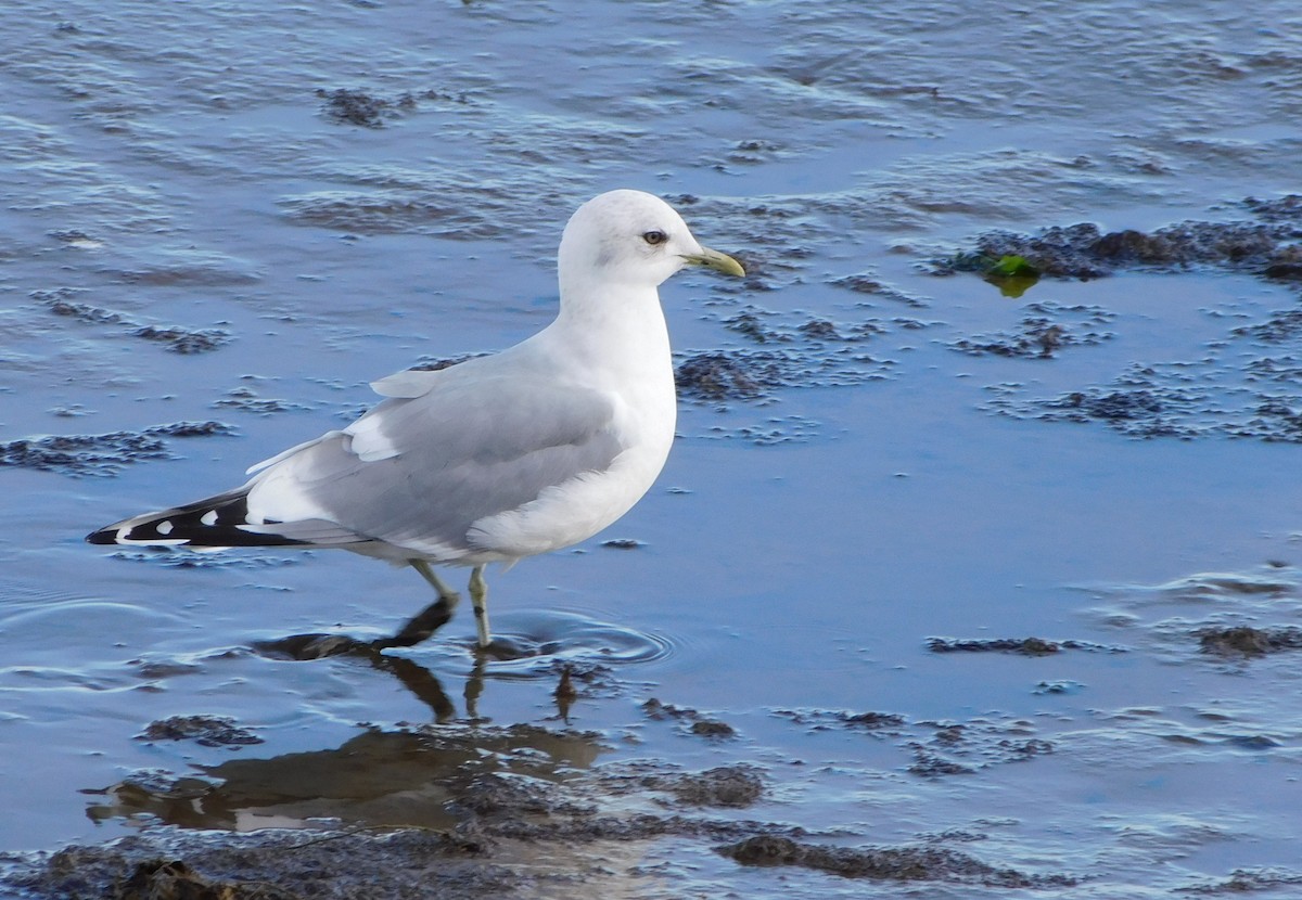 eBird Checklist - 13 Mar 2024 - Billy Frank Jr. Nisqually NWR - 58 ...
