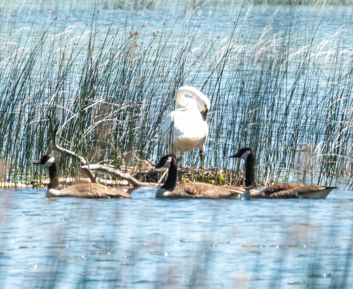 eBird Checklist - 11 Jun 2024 - Marl Lake - 41 species (+1 other taxa)