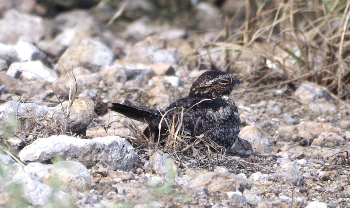 ML620428914 - Common Nighthawk - Macaulay Library