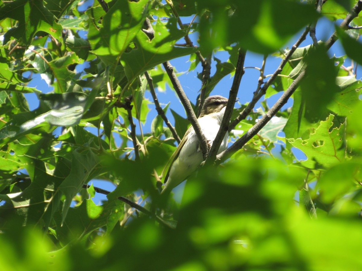 eBird Checklist - 15 Jun 2024 - Ramapo Mountain SF - 29 species