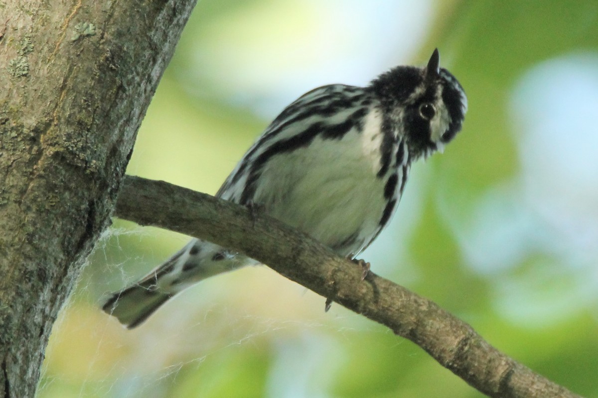eBird Checklist - 15 Jun 2024 - IAT-11 PC-111 - 11 species