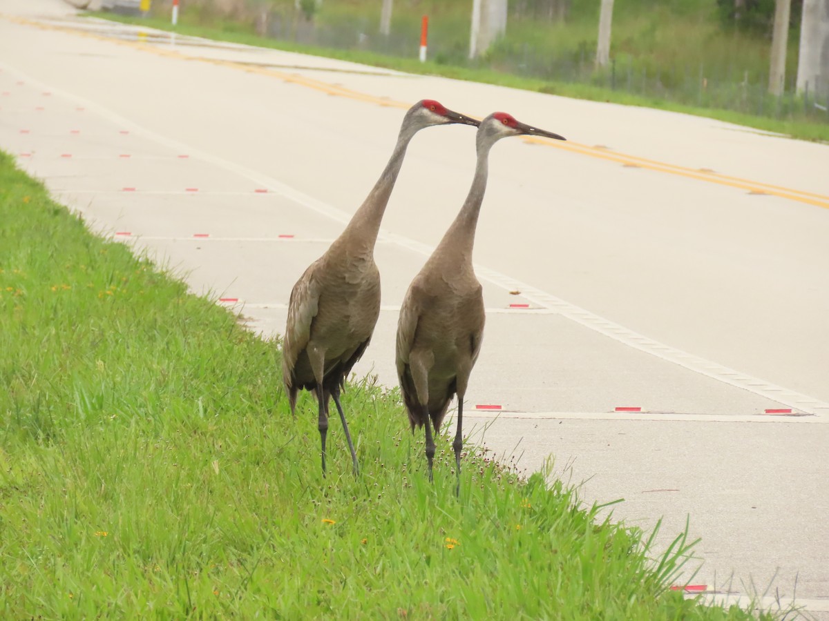 eBird Checklist - 15 Jun 2024 - Karen T. Marcus Sandhill Crane Access Park - 24 species