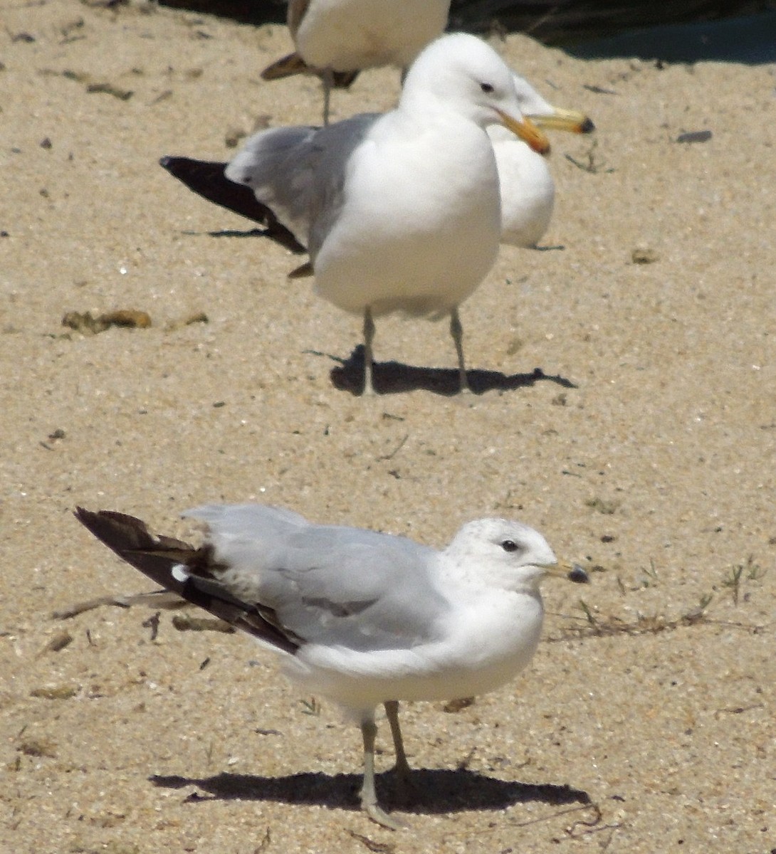 eBird Checklist - 15 Jun 2012 - Sandpoint City Beach - 4 species
