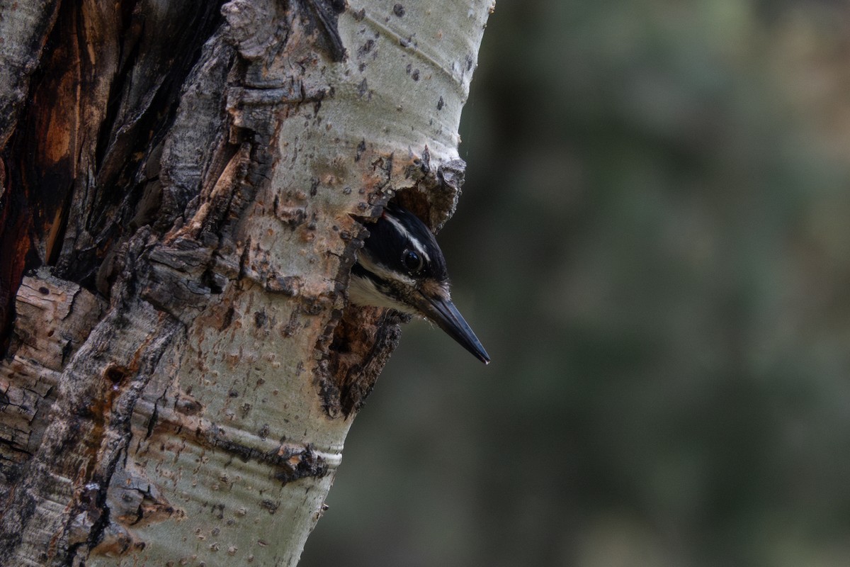 eBird Checklist - 15 Jun 2024 - Beaver Ranch Park - 25 species