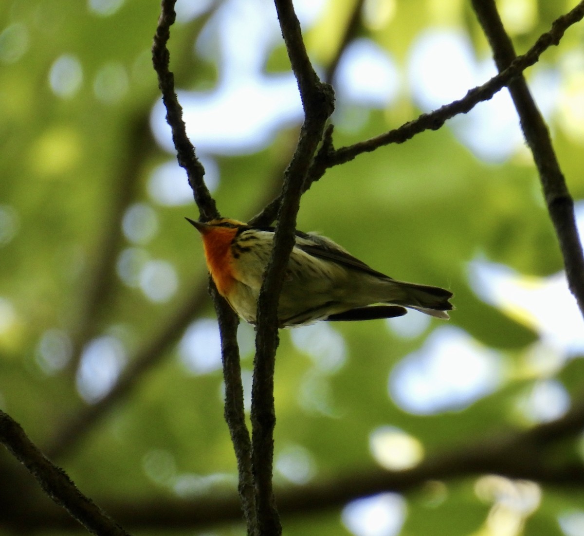 eBird Checklist - 16 Jun 2024 - Ligon Outdoor Center (permission ...