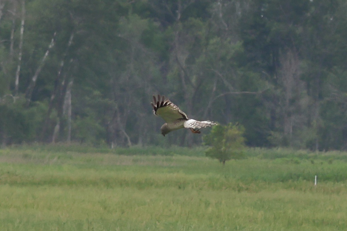 eBird Checklist - 11 Jun 2024 - Leola Marsh SWA--Apache Ave. - 24 species