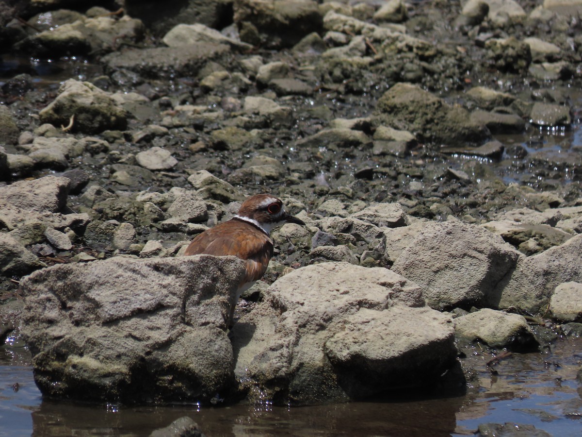 eBird Checklist - 16 Jun 2024 - Dam Muizenberg - 43 species (+1 other taxa)