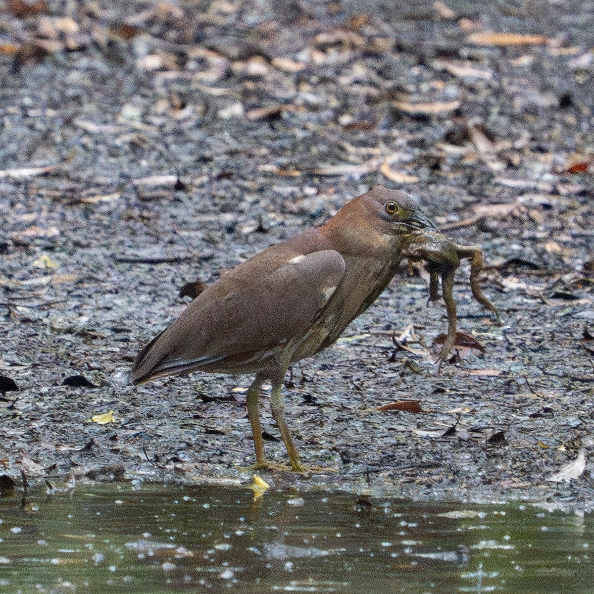 Japanese Night Heron - Gorsachius goisagi - Media Search - Macaulay ...
