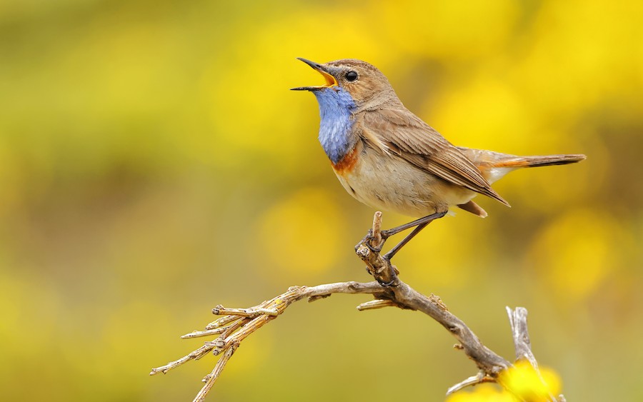 Bluethroat (Iberian) - eBird