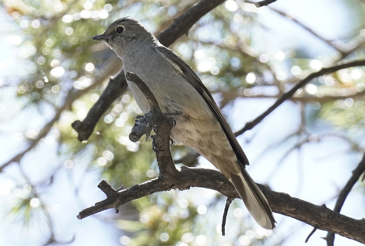eBird Checklist - 17 Jun 2024 - Beaver Ranch Park - 26 species