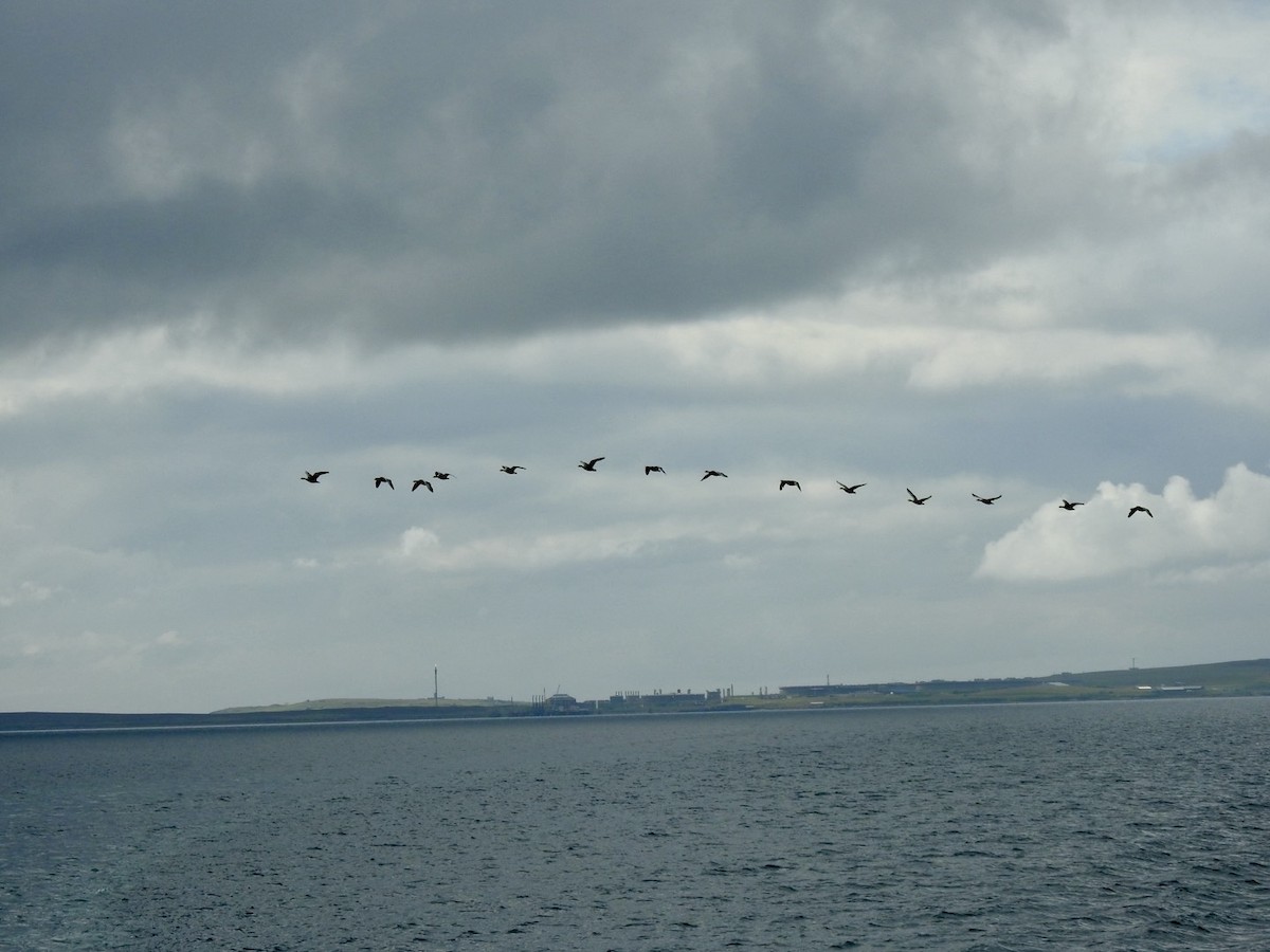 eBird Checklist - 17 Jun 2024 - Lyness Historical Piers - 21 species