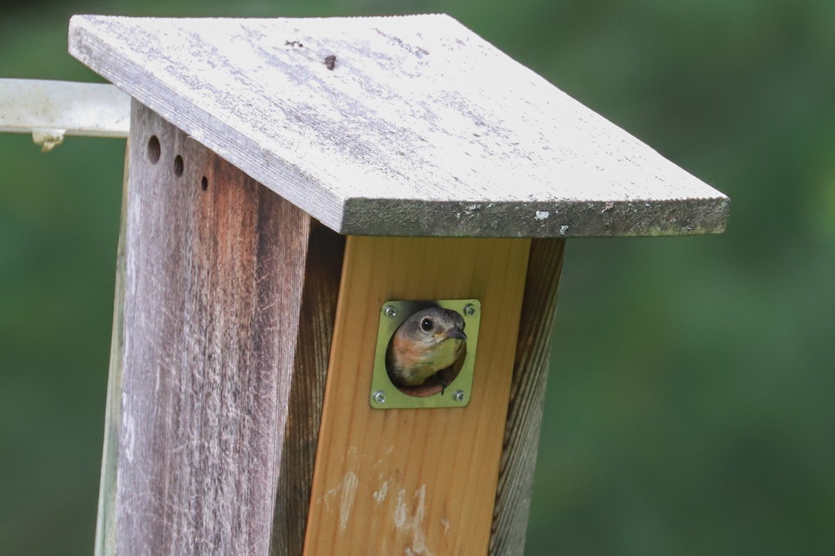 Pennsylvania Bird Atlas Checklist - 18 Jun 2024 - 399 Upper Georges Valley Rd, Spring Mills US ...