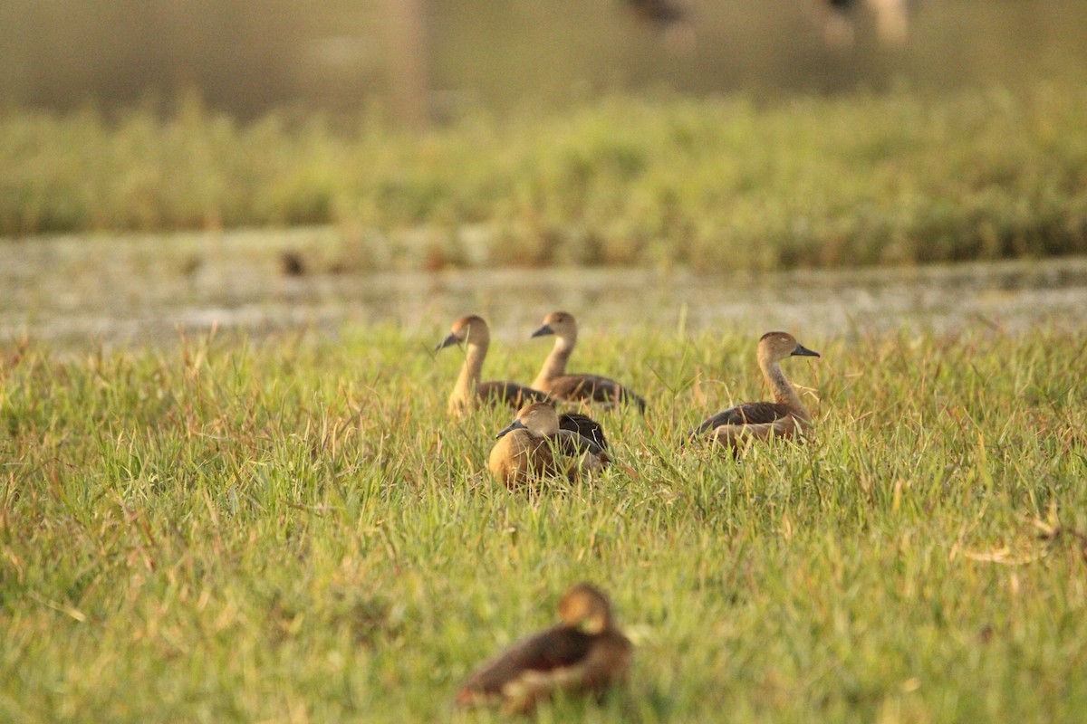 eBird Checklist - 19 Jun 2024 - manauli punjab - 51 species