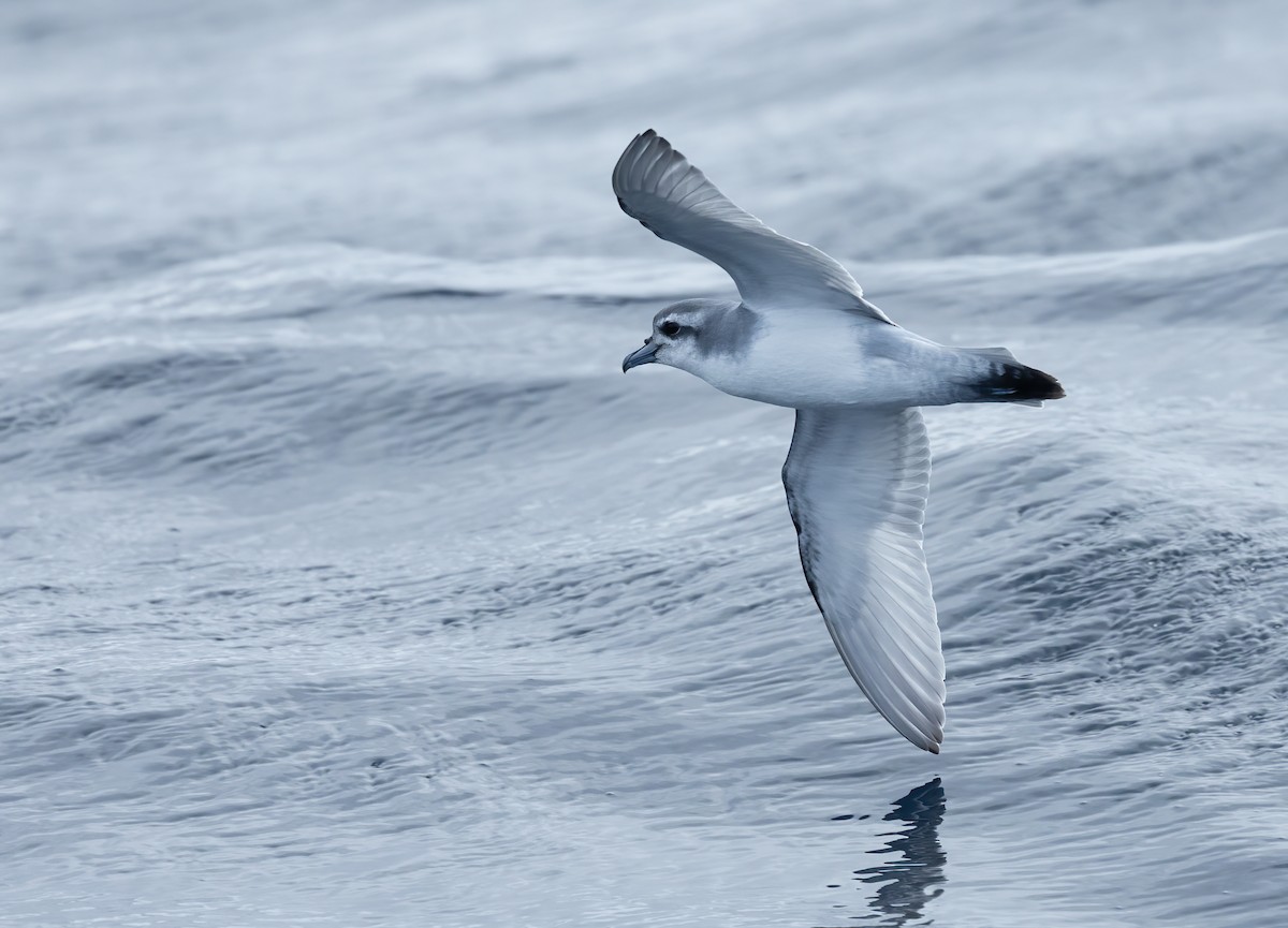 ML620598660 - Antarctic Prion - Macaulay Library