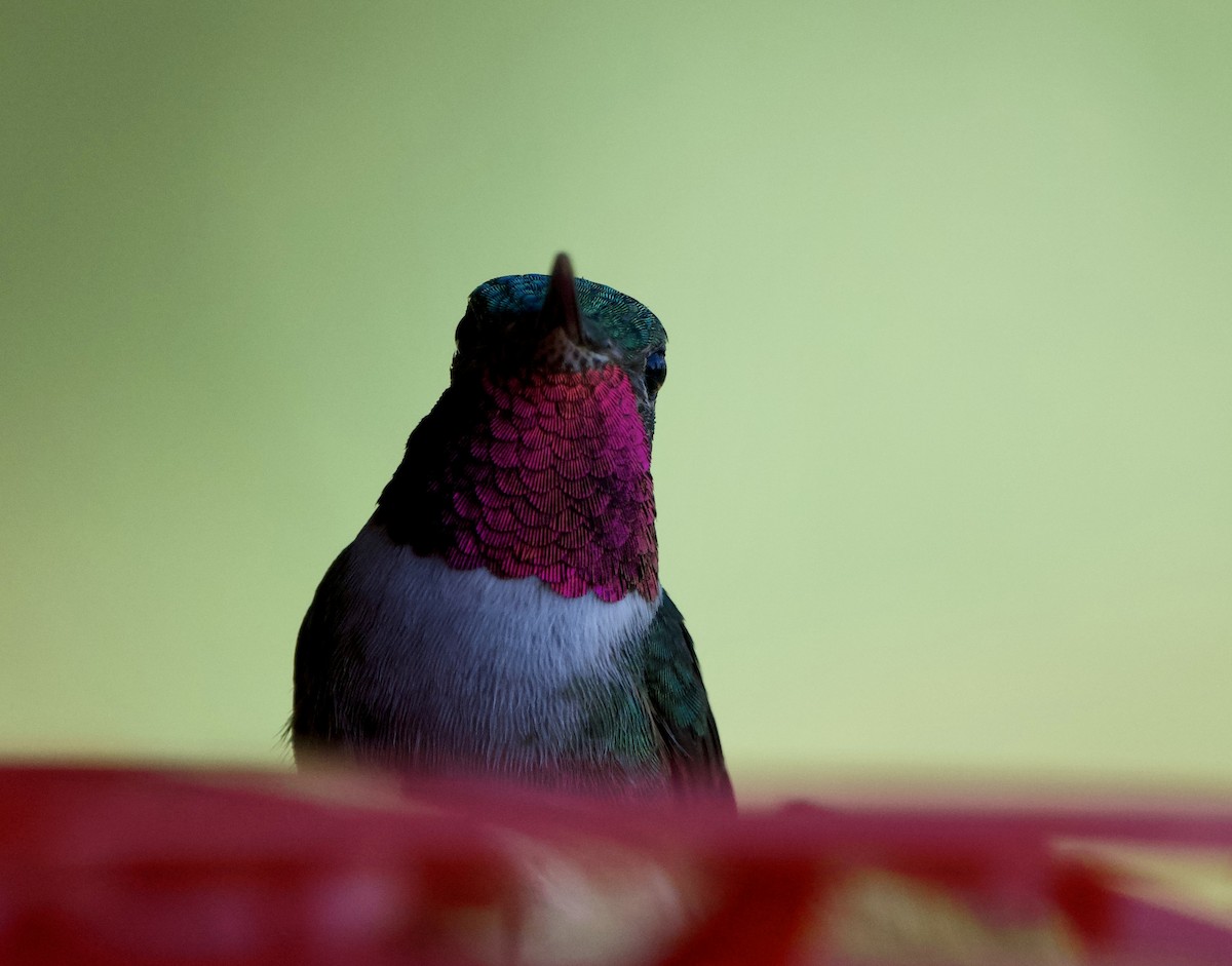 eBird Checklist - 19 Jun 2024 - Estes Park YMCA Camp - 18 species
