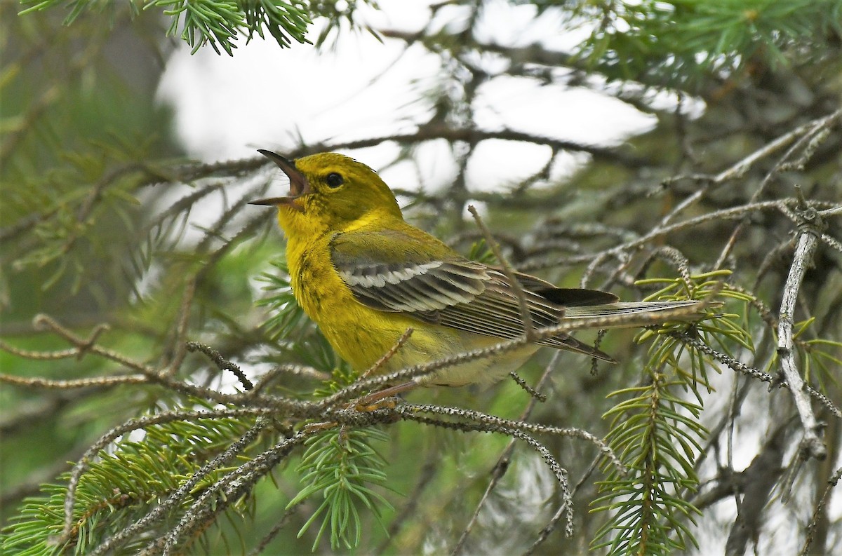 ML620614657 - Pine Warbler - Macaulay Library